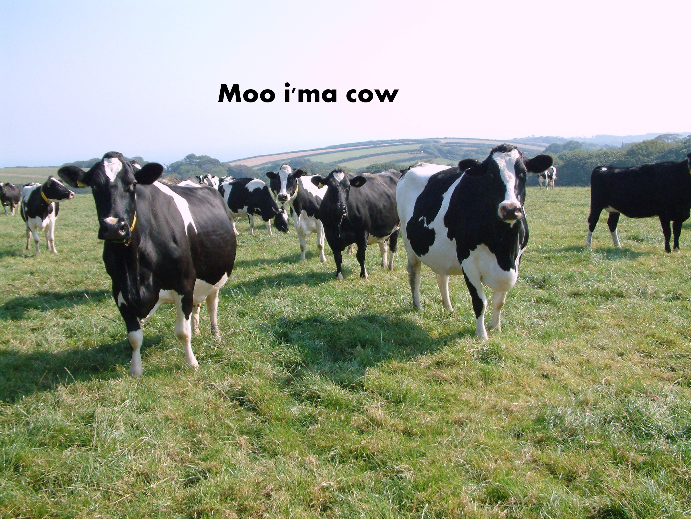 moo I’ma cow - MyConfinedSpace