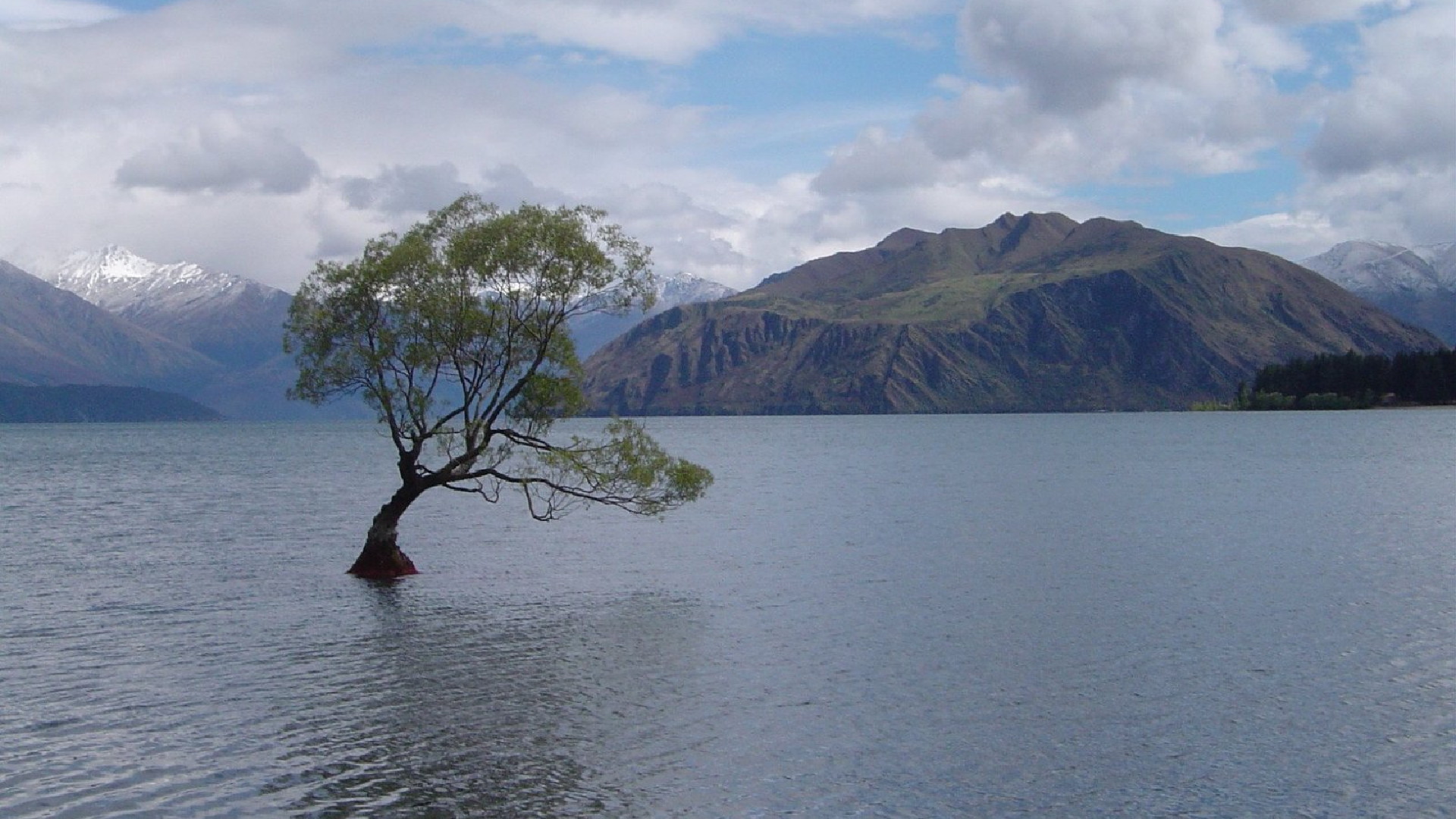 lake tree - MyConfinedSpace
