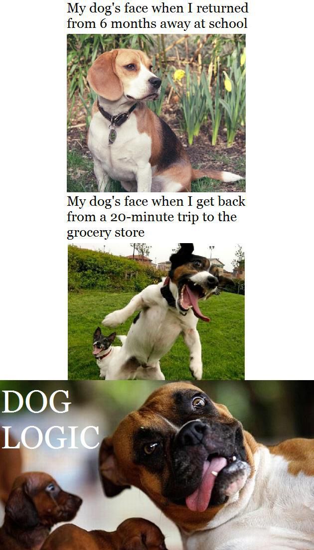 dog logic « MyConfinedSpace
