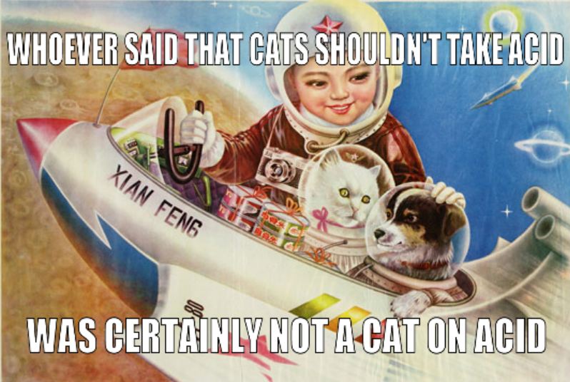 cats on acid - MyConfinedSpace
