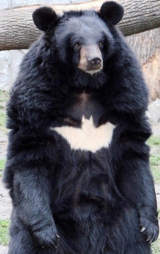 batbear - MyConfinedSpace