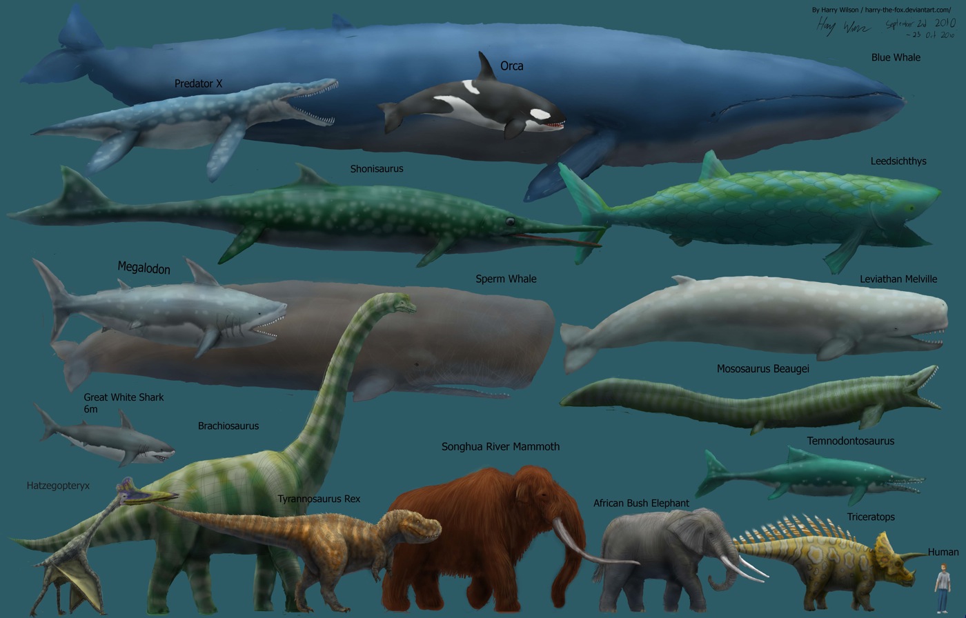 animal sizes - MyConfinedSpace