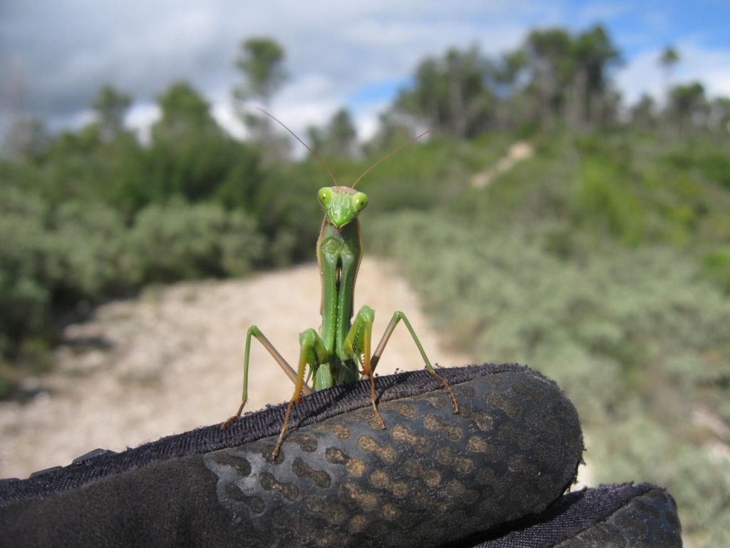 mantis says hello - MyConfinedSpace