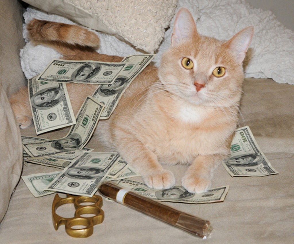 money cats - MyConfinedSpace