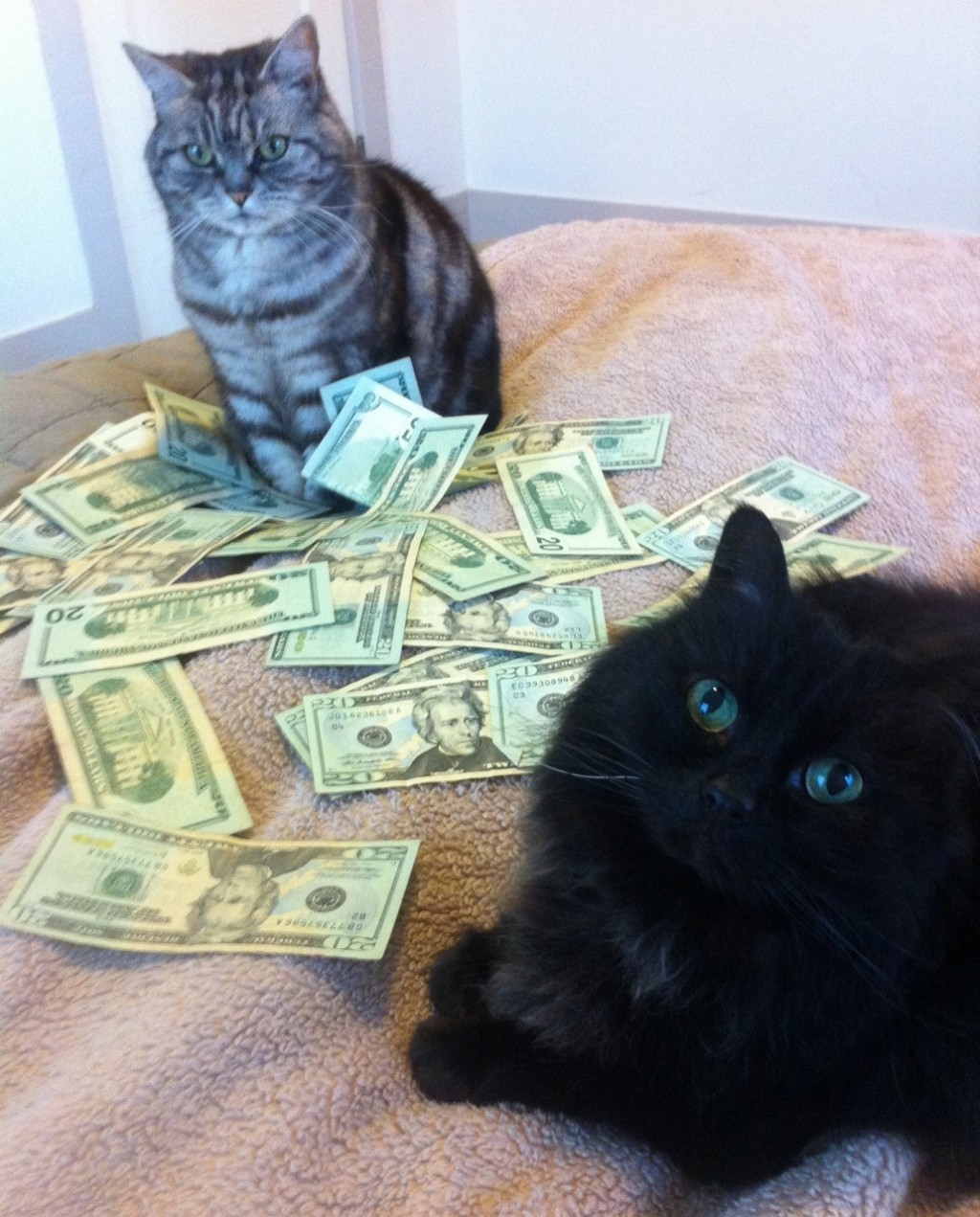 money cats - MyConfinedSpace