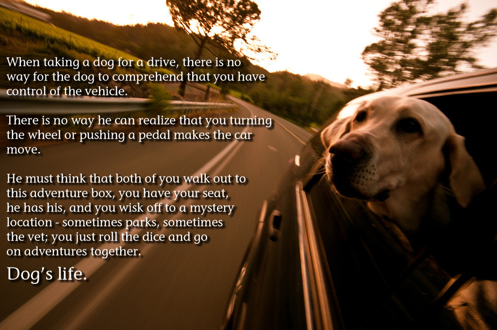 dog’s life - MyConfinedSpace