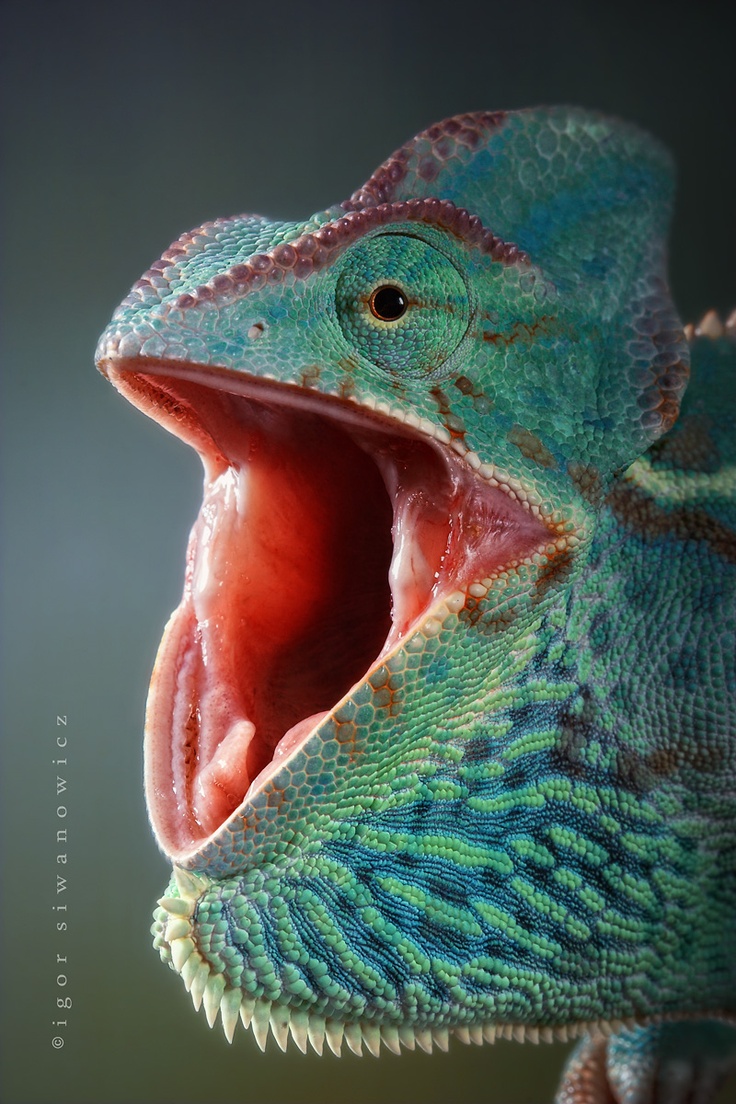 Nature Close Ups - MyConfinedSpace