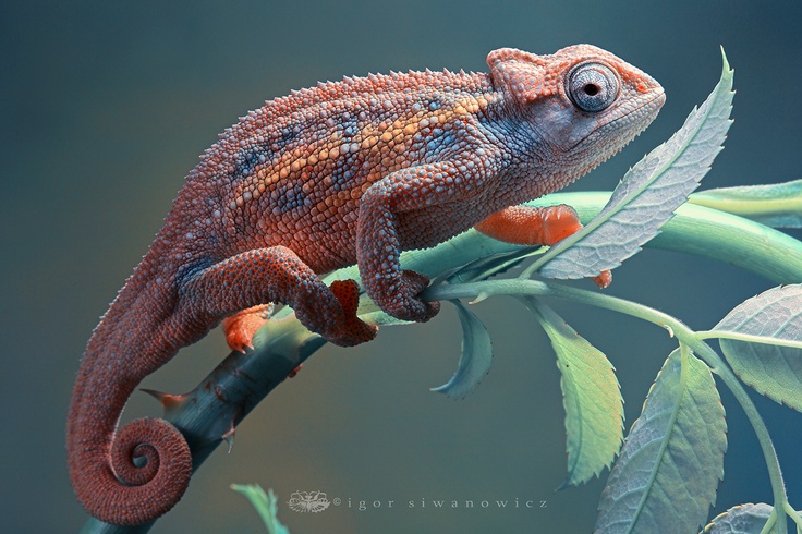 Nature Close Ups - MyConfinedSpace