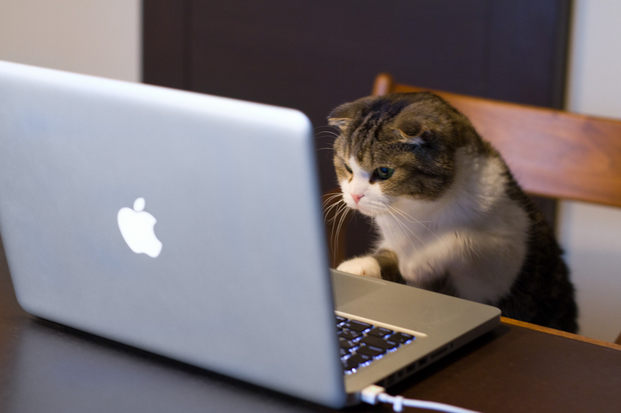 laptop cat - MyConfinedSpace
