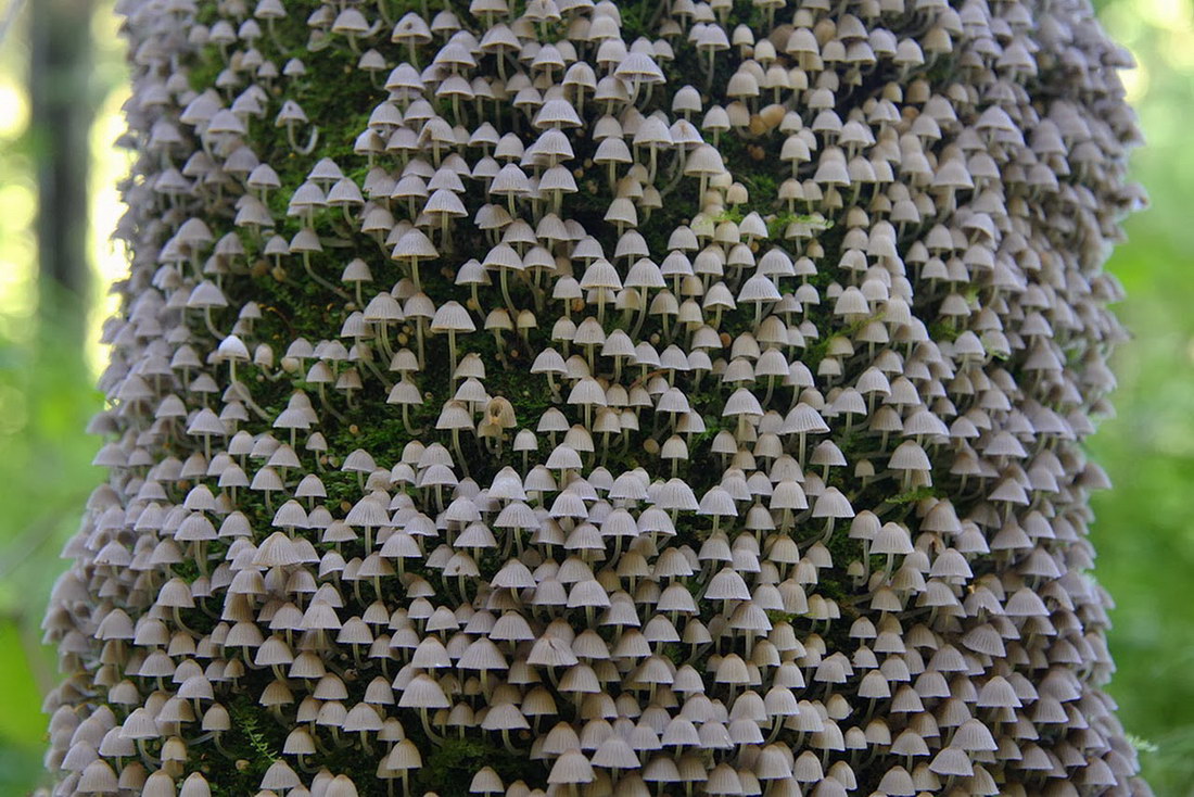 mushroom tree « MyConfinedSpace