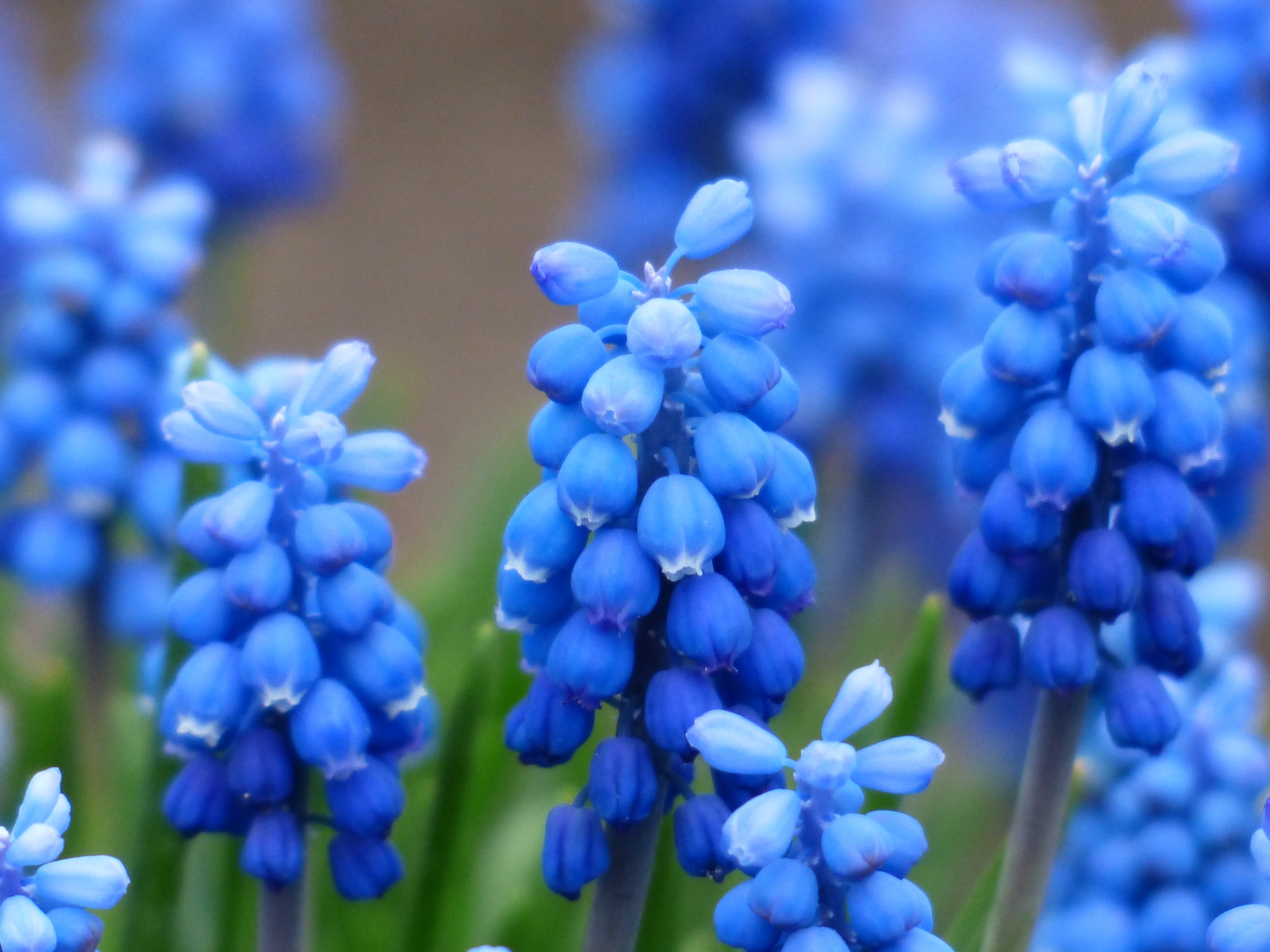 Blue Flowers - MyConfinedSpace