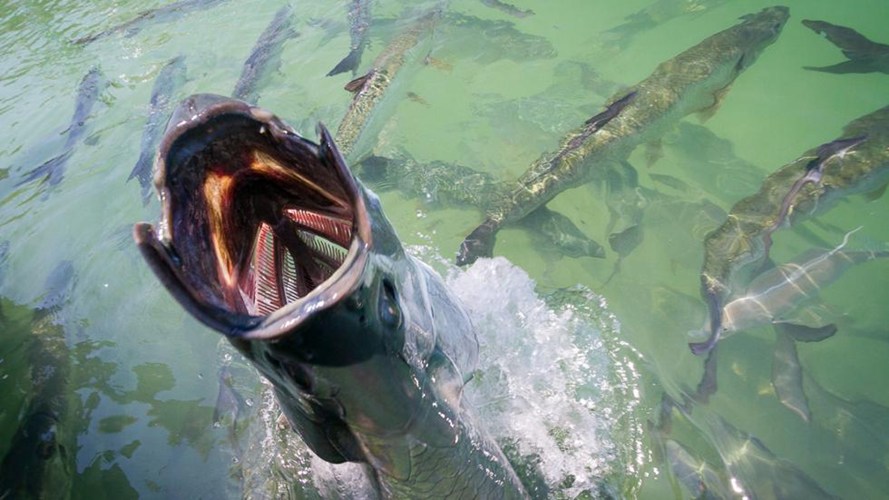 Nightmare Fish - MyConfinedSpace