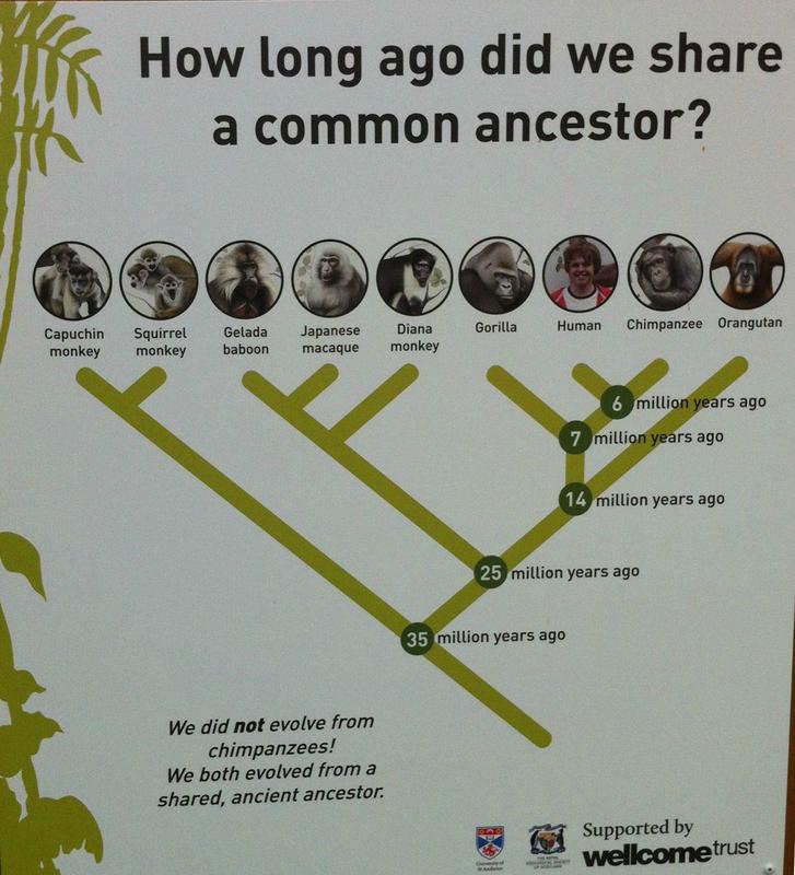 Common Ancestors - MyConfinedSpace