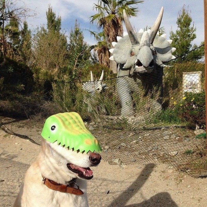 DinoDog - MyConfinedSpace