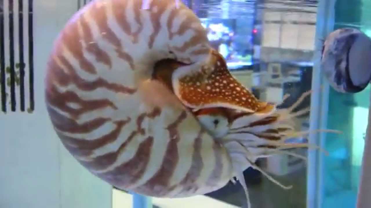 Nautilus em aquário - MyConfinedSpace