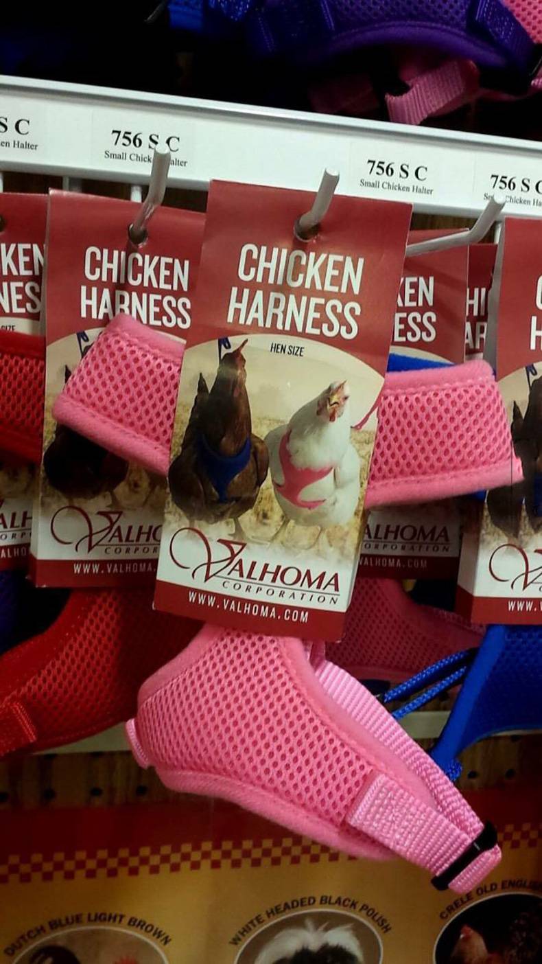 Chicken Harness - MyConfinedSpace