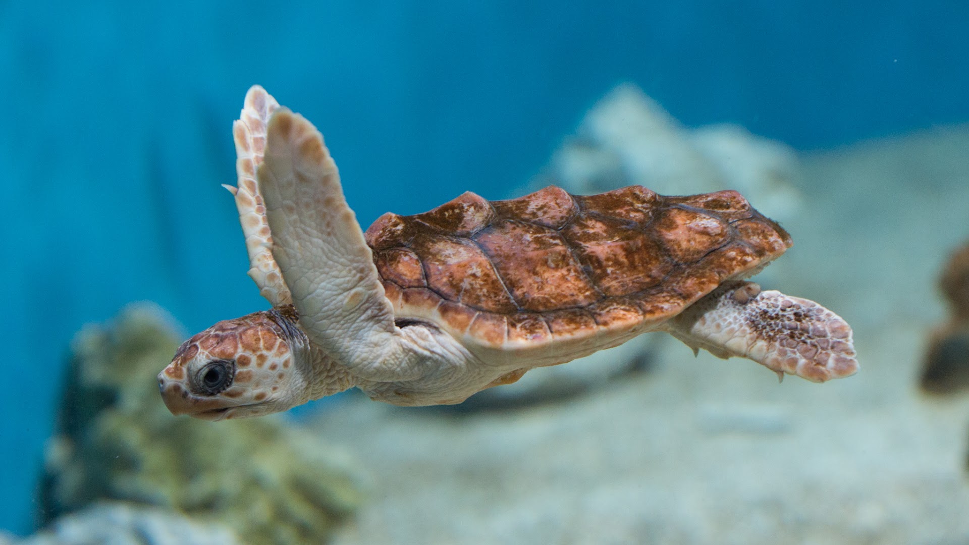 Flying Turtle - MyConfinedSpace