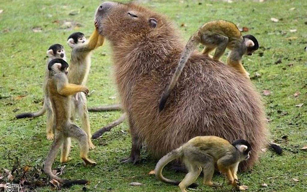 Monkey petting Capybara | MyConfinedSpace