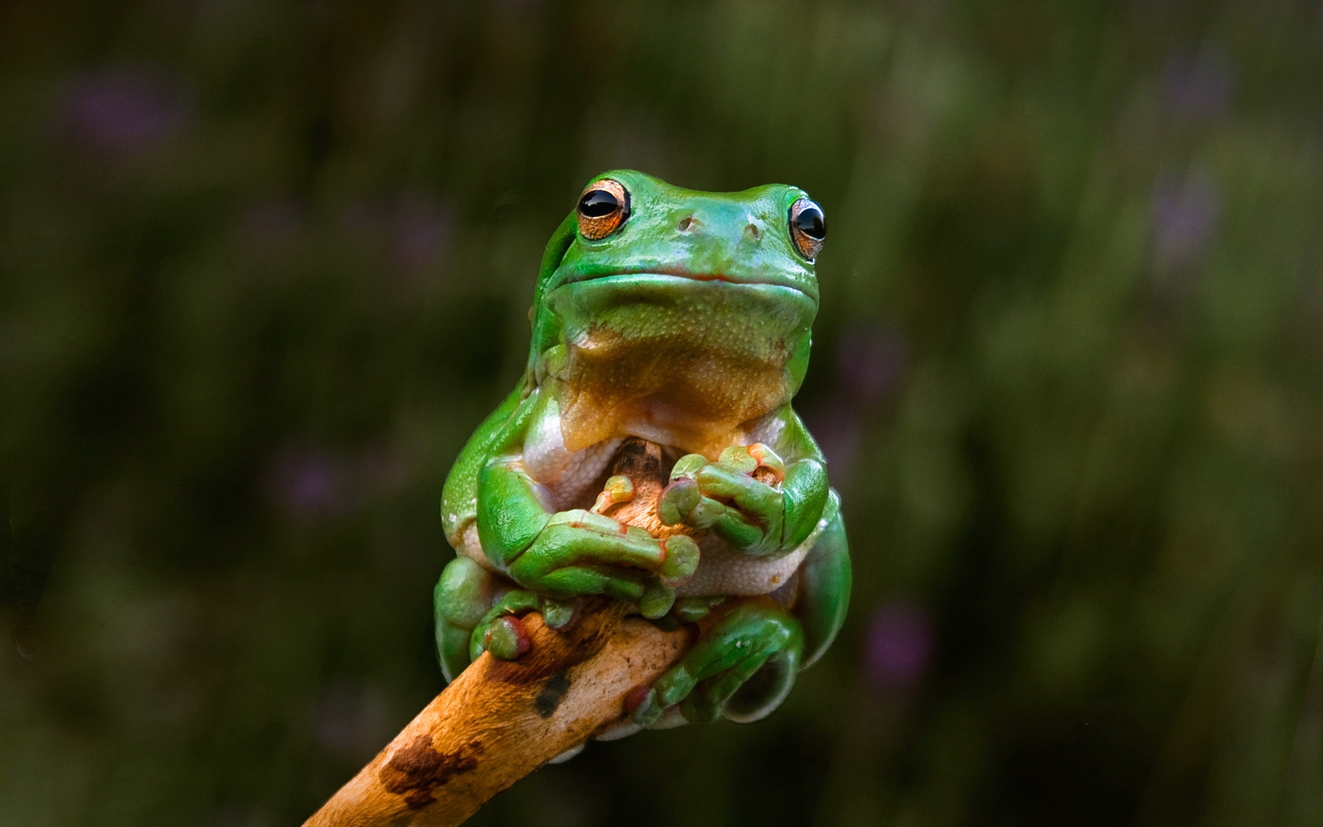 Serious frog - MyConfinedSpace