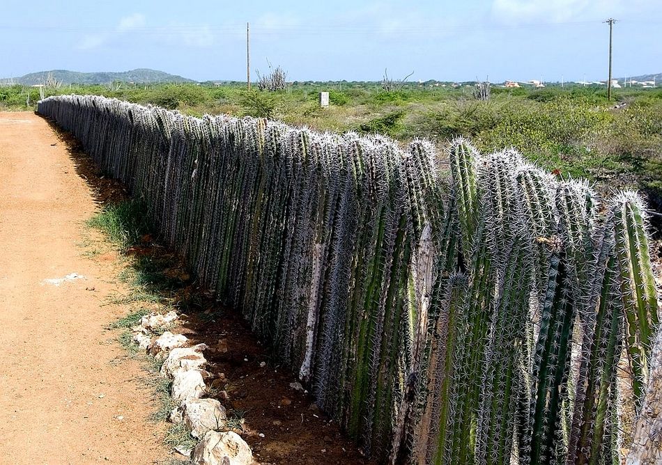 Cactus Fence - MyConfinedSpace