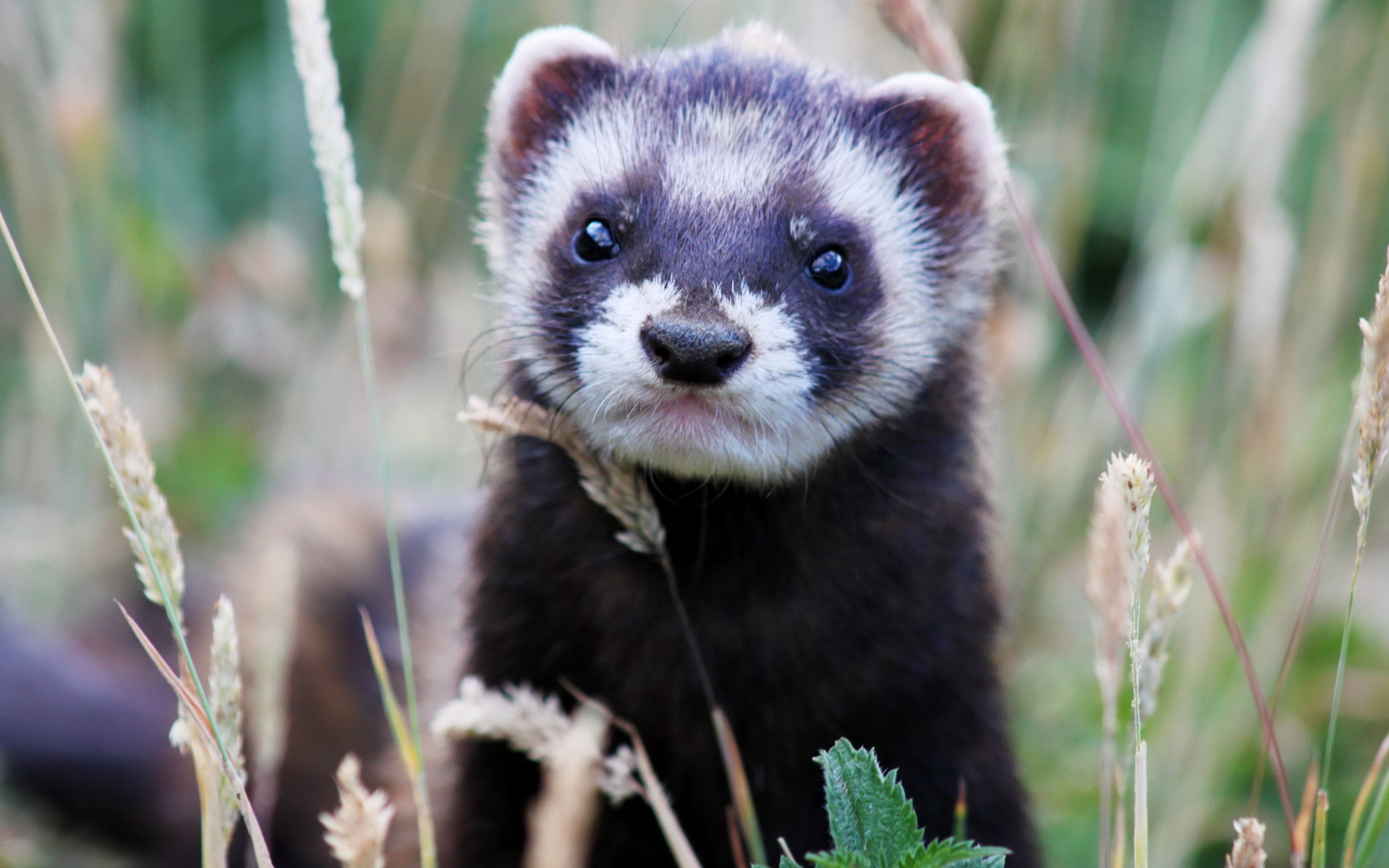 Cute Weasel « MyConfinedSpace