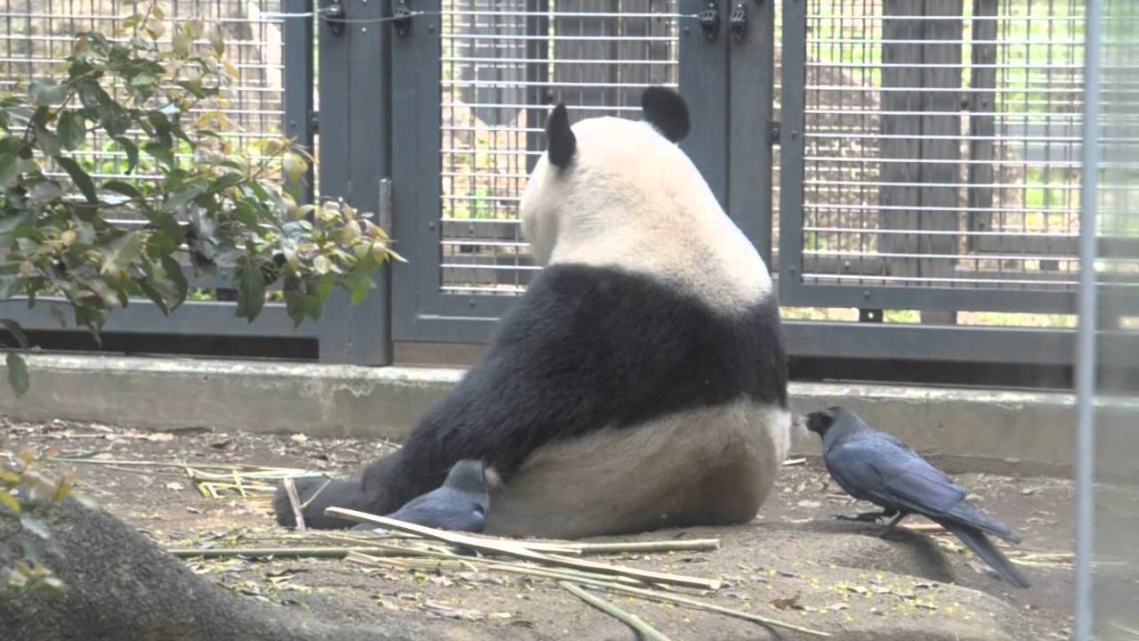Crow and panda) - MyConfinedSpace