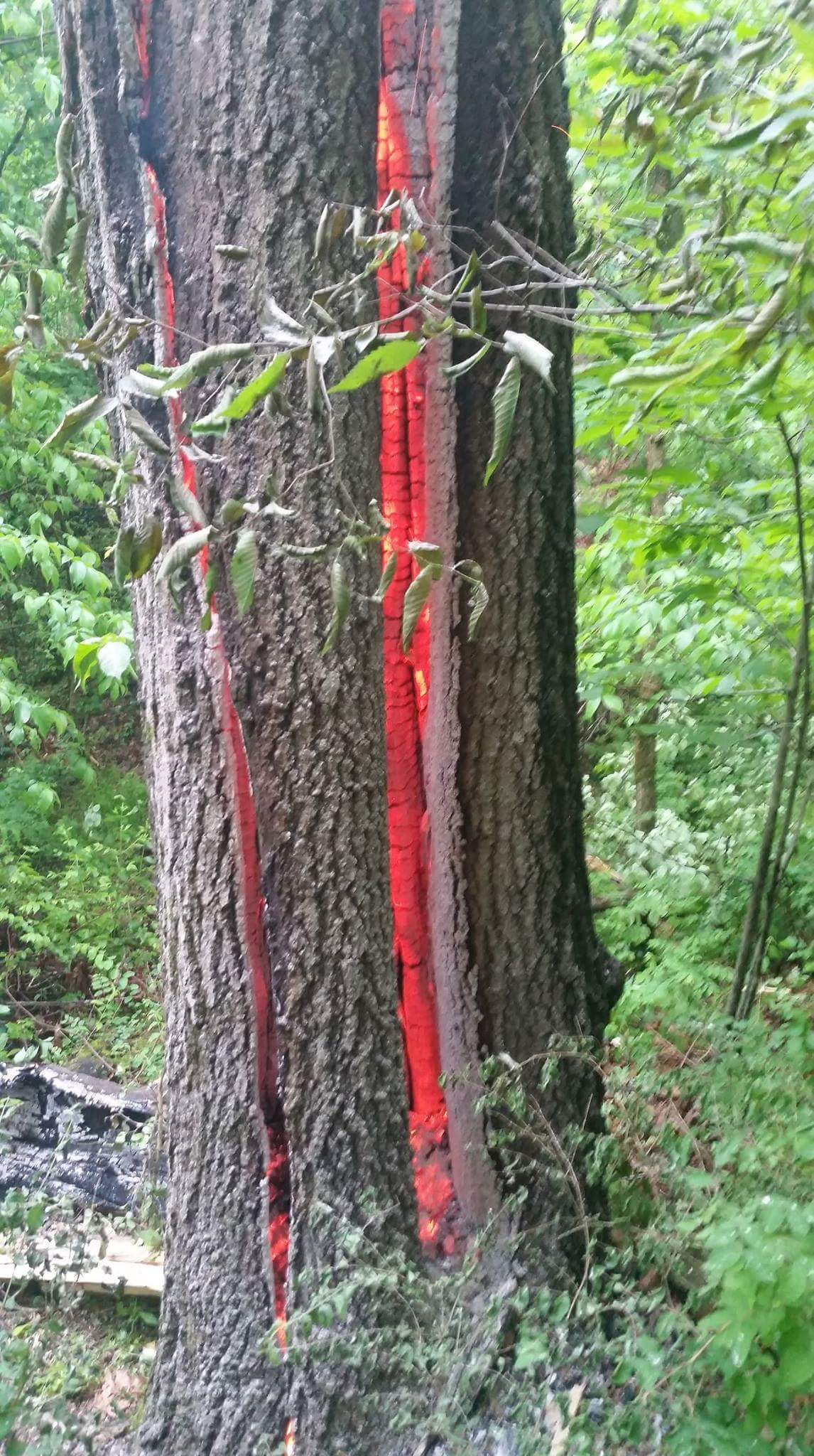 fire tree - MyConfinedSpace