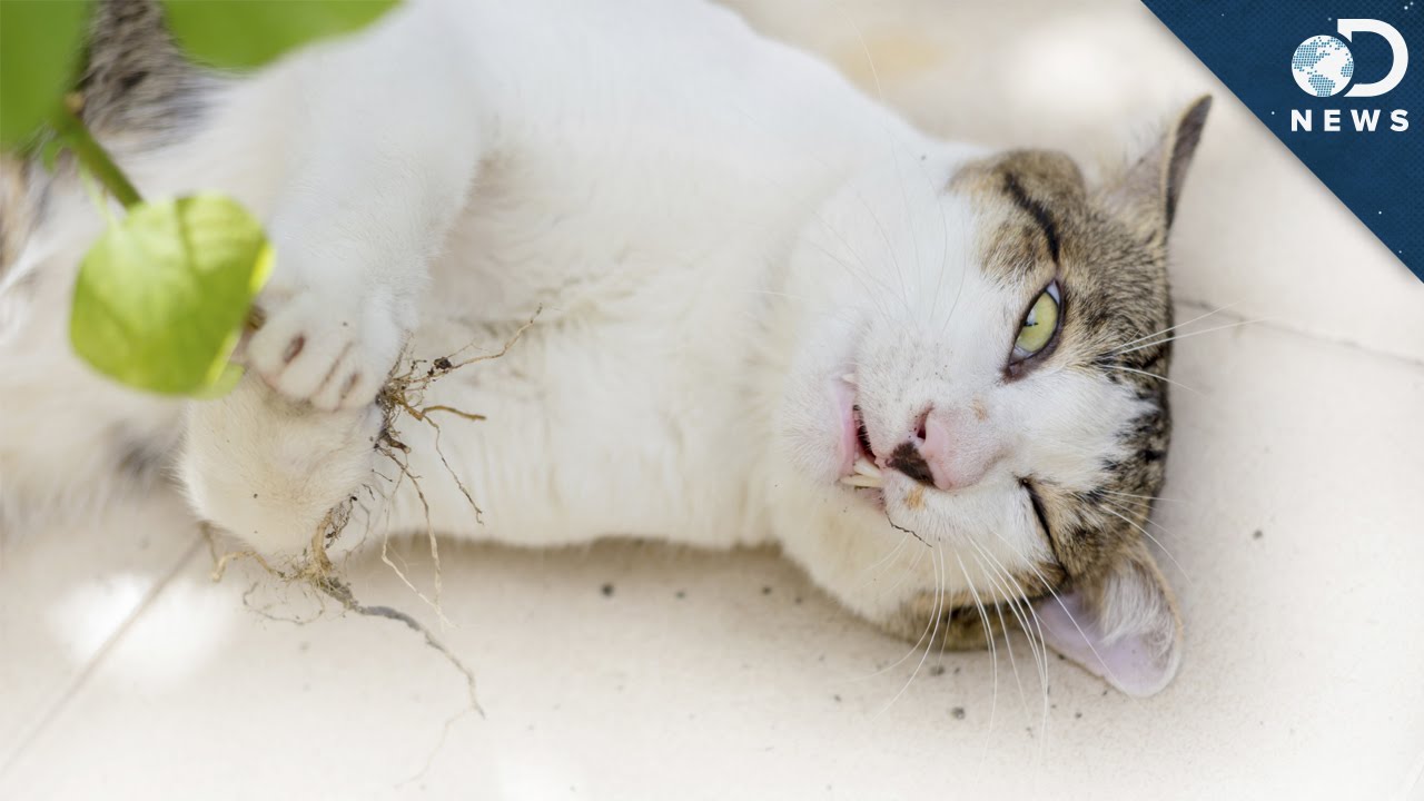 How Catnip Gets Cats High - MyConfinedSpace MyConfinedSpace