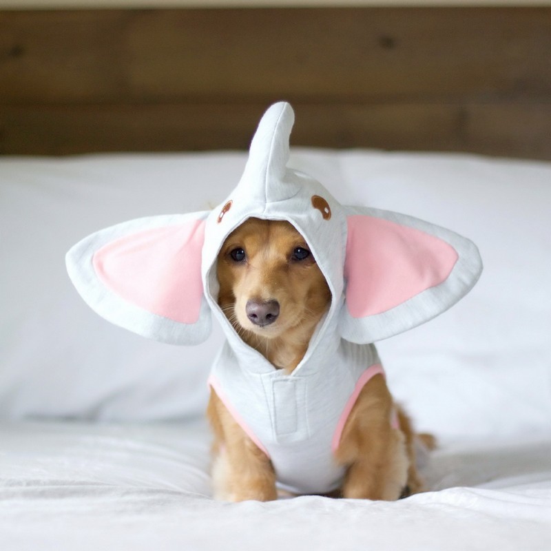 Elephant Puppy - MyConfinedSpace