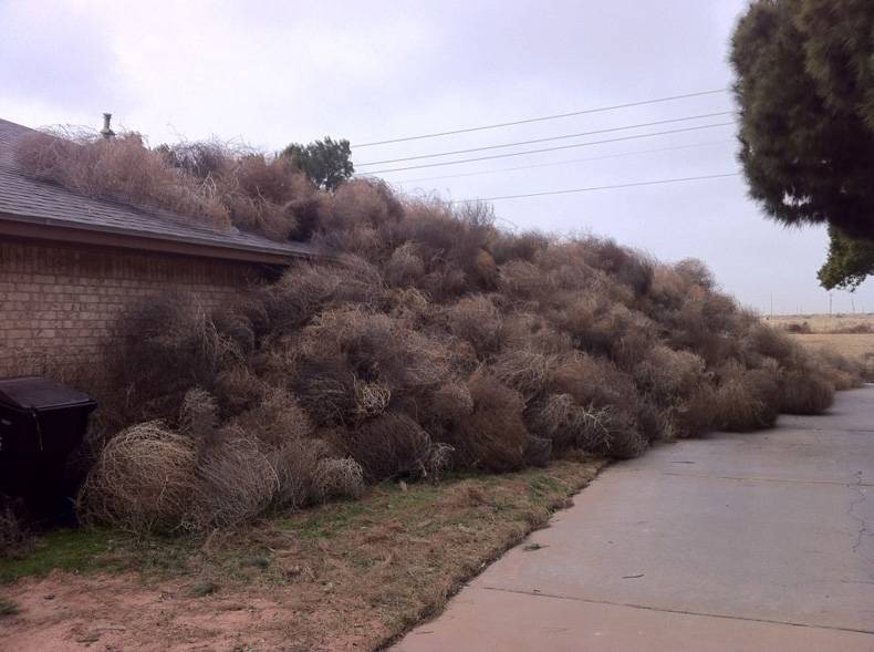 Tumbleweed collection « MyConfinedSpace
