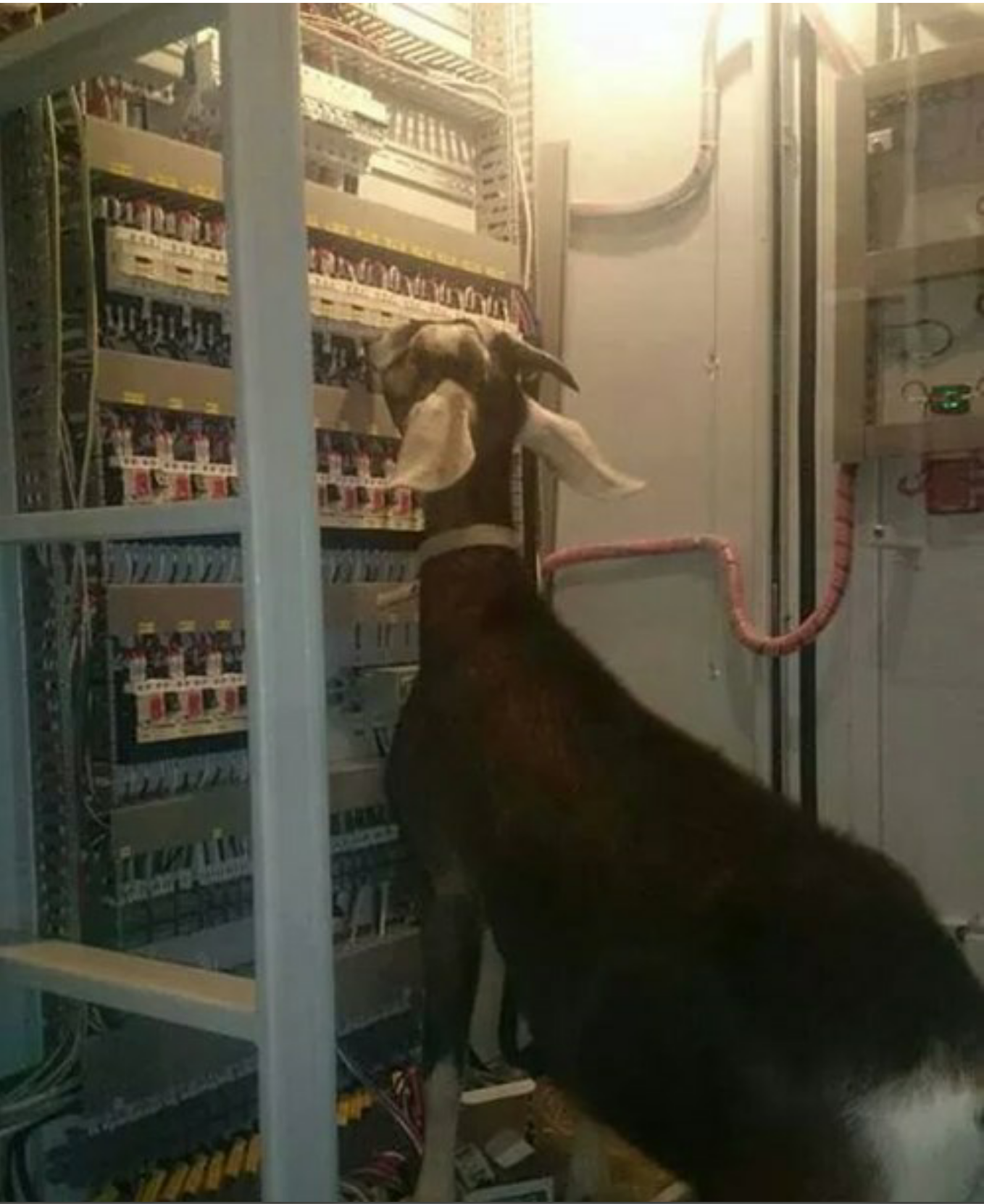 Goat Network Admin - MyConfinedSpace