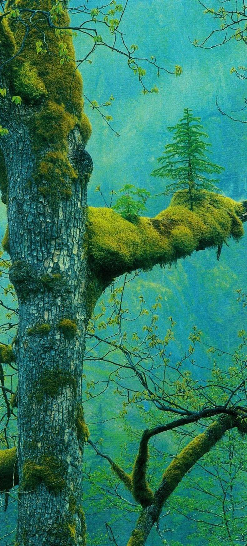 tree growing on a tree « MyConfinedSpace