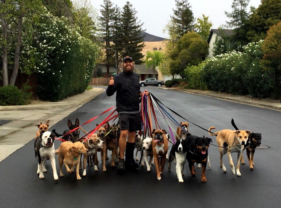 Dog Walking can be fun - MyConfinedSpace