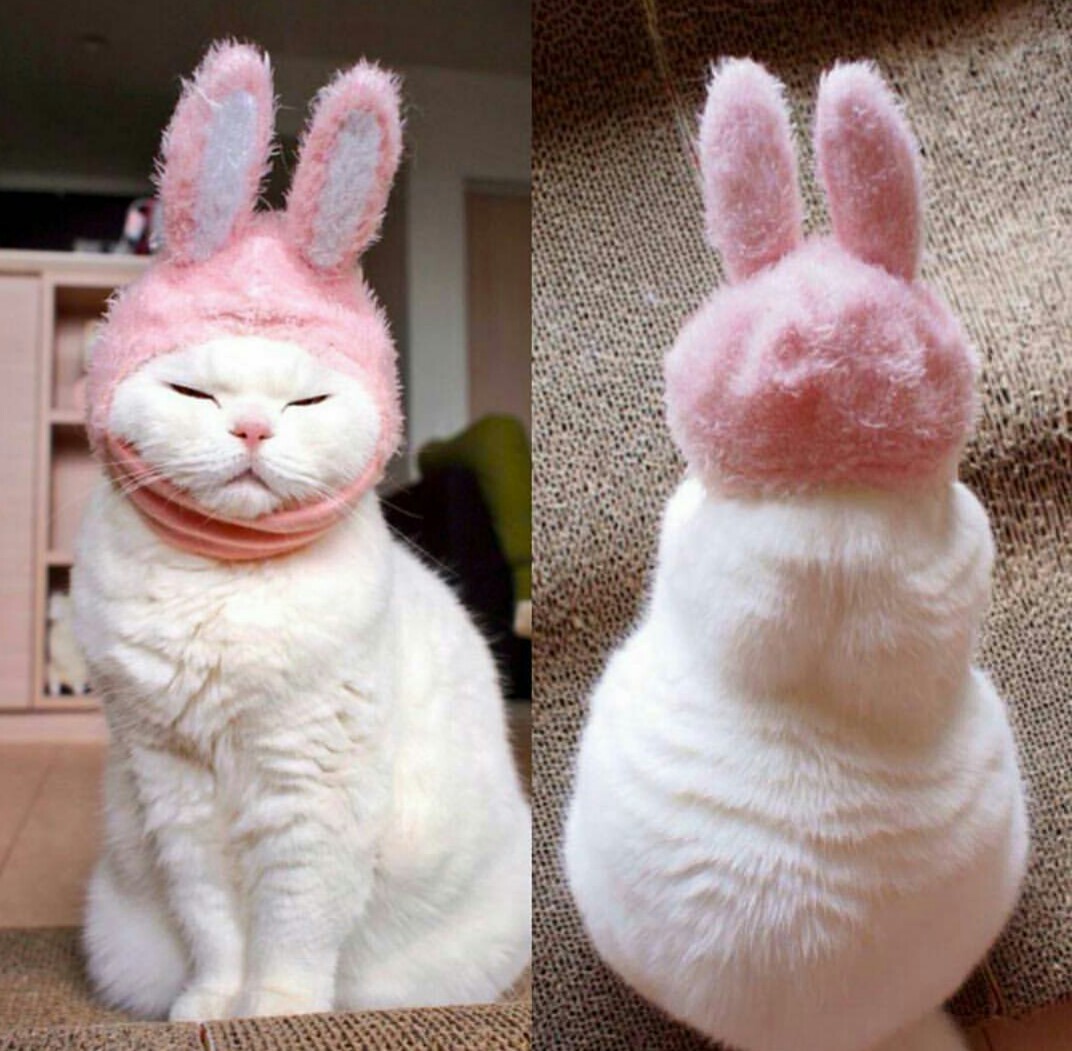 Bunny Cat - MyConfinedSpace
