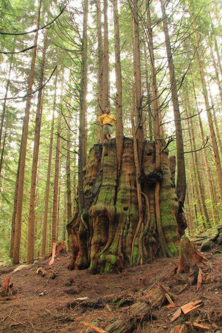 awesome living tree stump - MyConfinedSpace