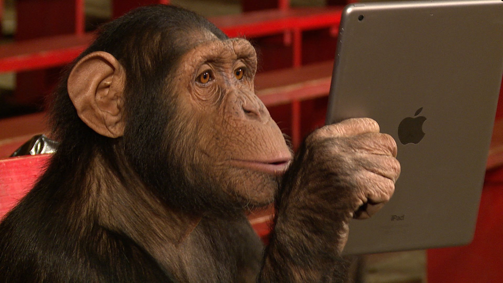 MONKEYNUTS! - MyConfinedSpace