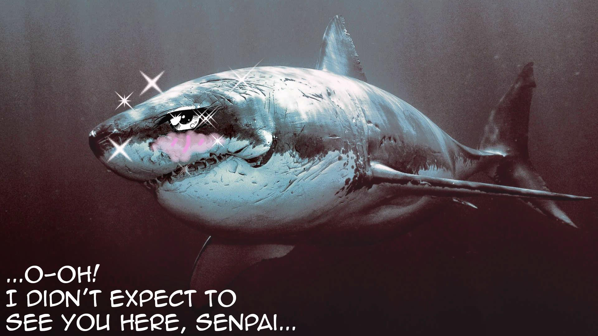 oh senpai shark - MyConfinedSpace MyConfinedSpace