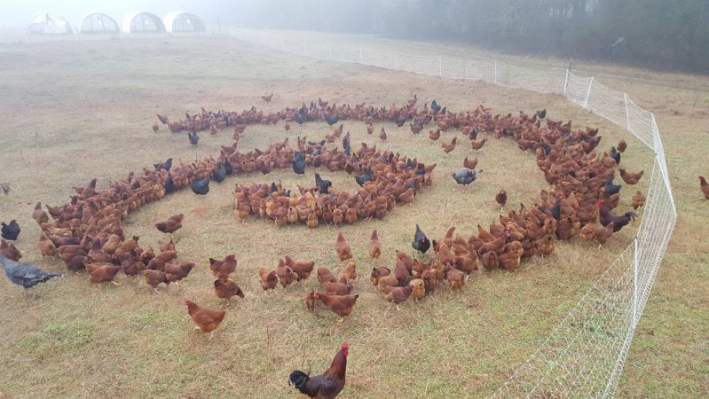 spiral chickens - MyConfinedSpace