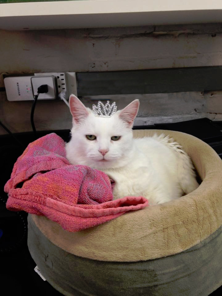 Princess Cat - MyConfinedSpace