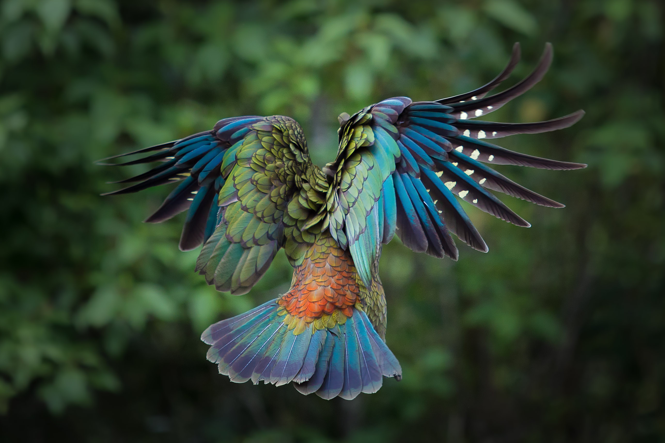 parrot in flight - MyConfinedSpace