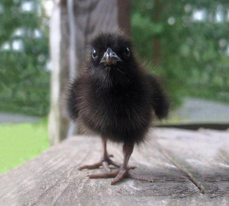 Baby Raven - MyConfinedSpace