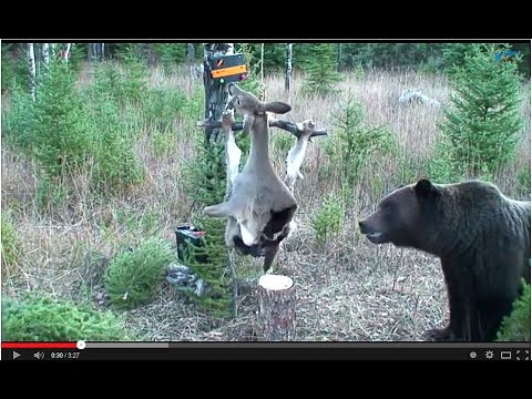Persistent Bear meets Electric Deer - MyConfinedSpace