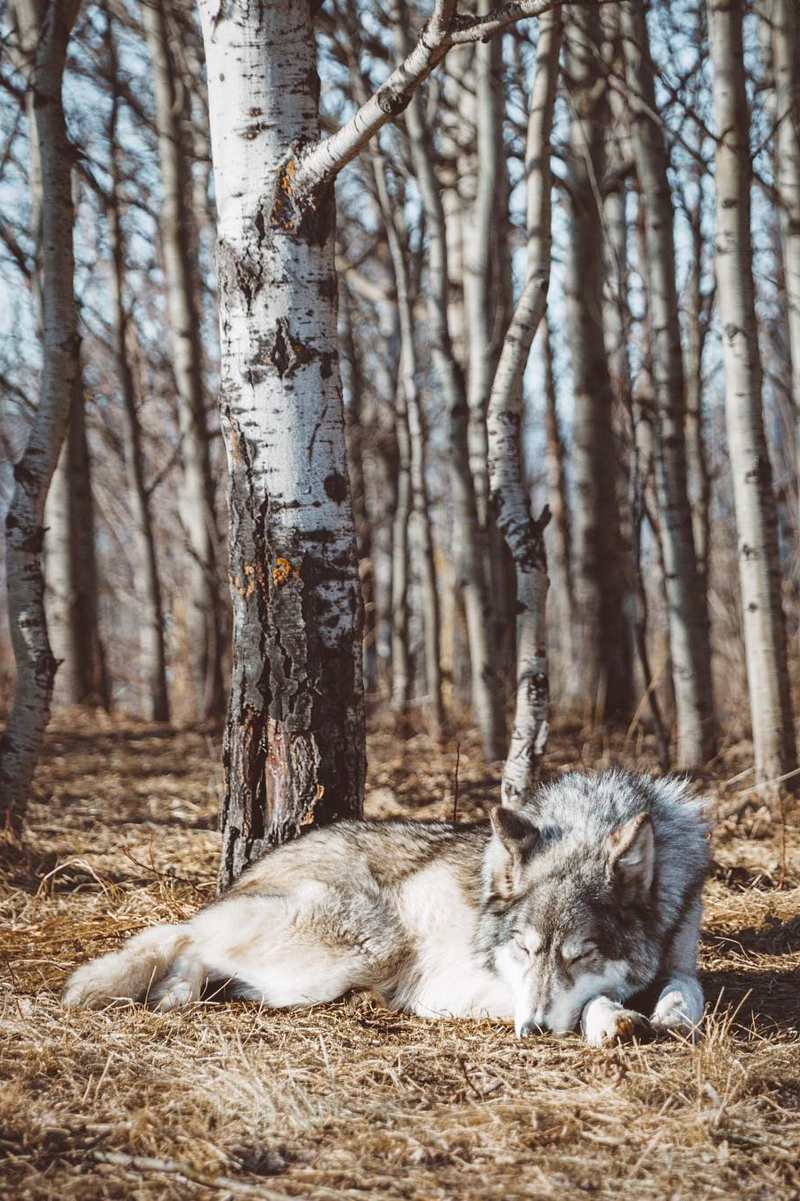 sleeping wolf - MyConfinedSpace