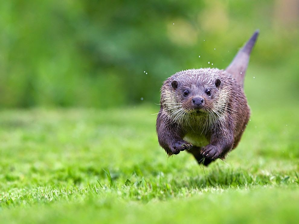 Flying Otter « MyConfinedSpace