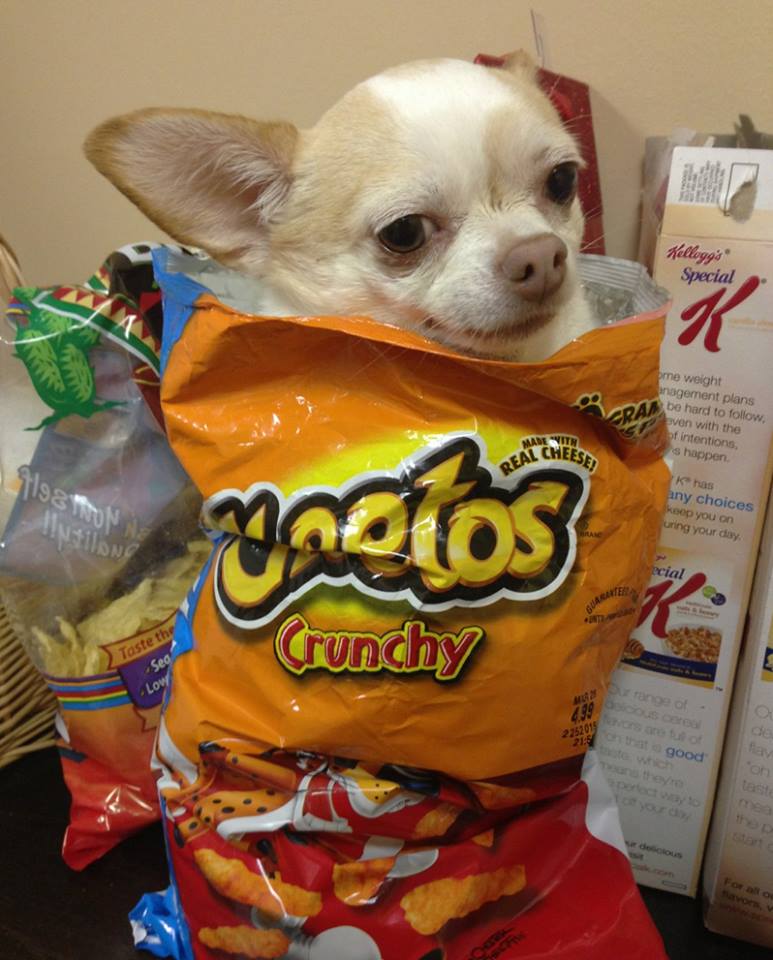 Cheetos Puppy - MyConfinedSpace