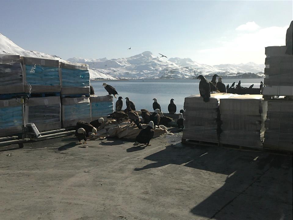 Dutch Harbor - MyConfinedSpace