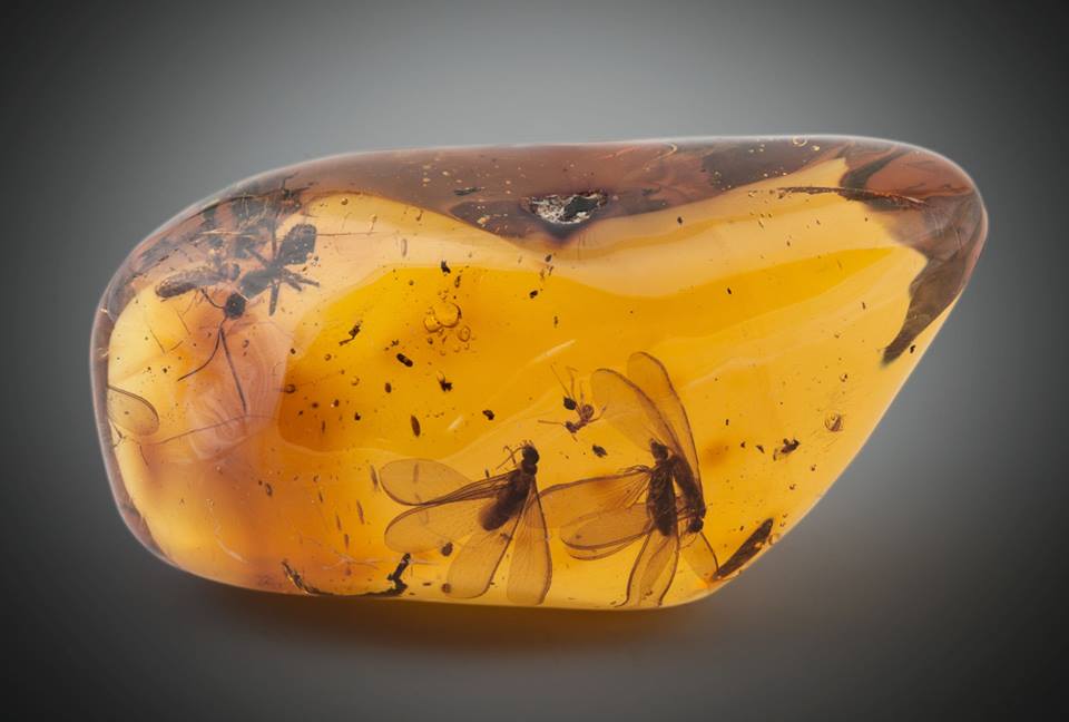amber-with-inclusions « MyConfinedSpace