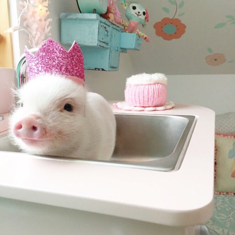 piglet in sink - MyConfinedSpace