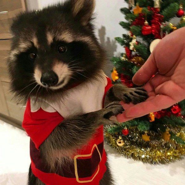 Christmas Raccoon - MyConfinedSpace