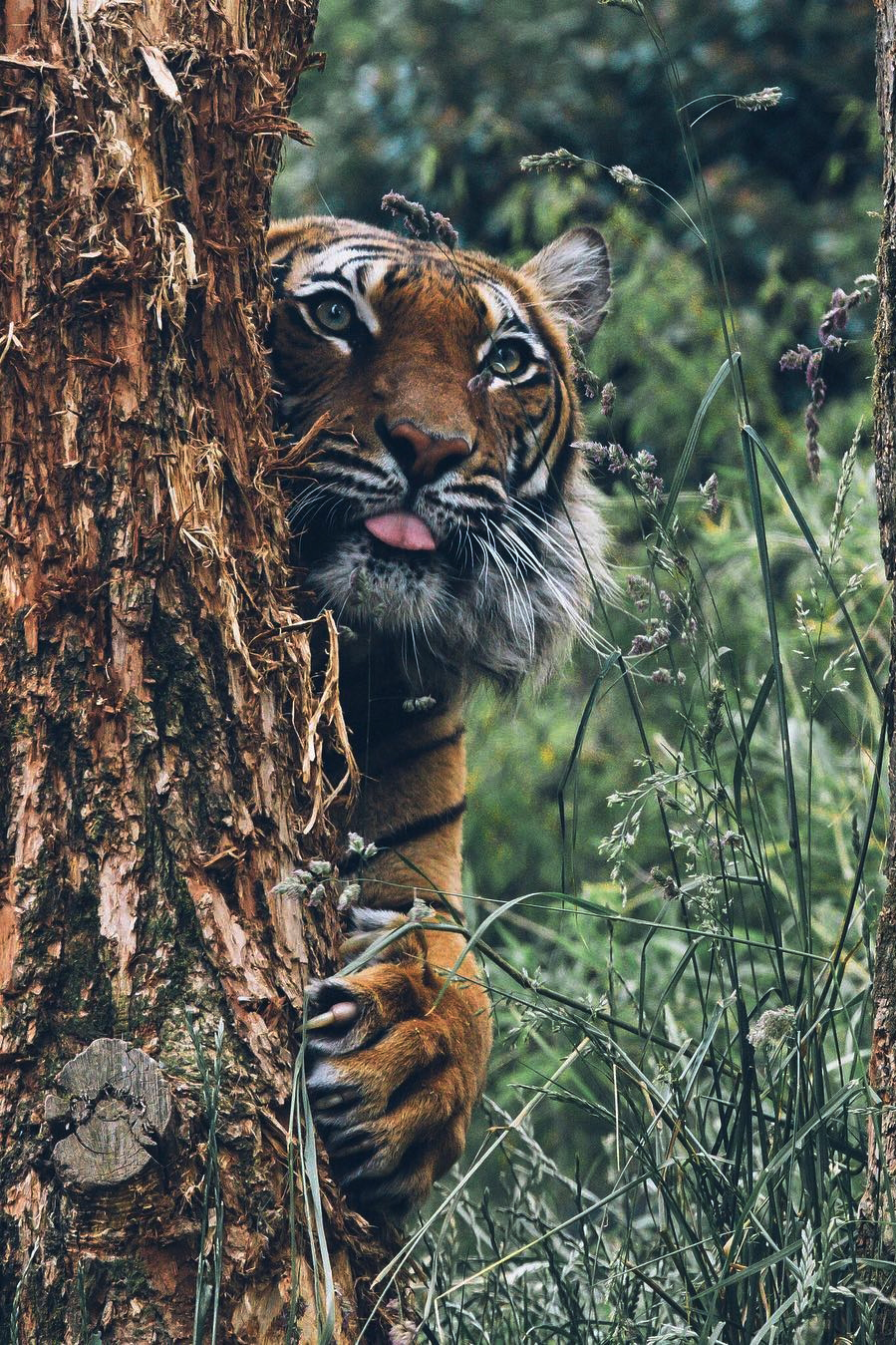Hidden Tiger - MyConfinedSpace